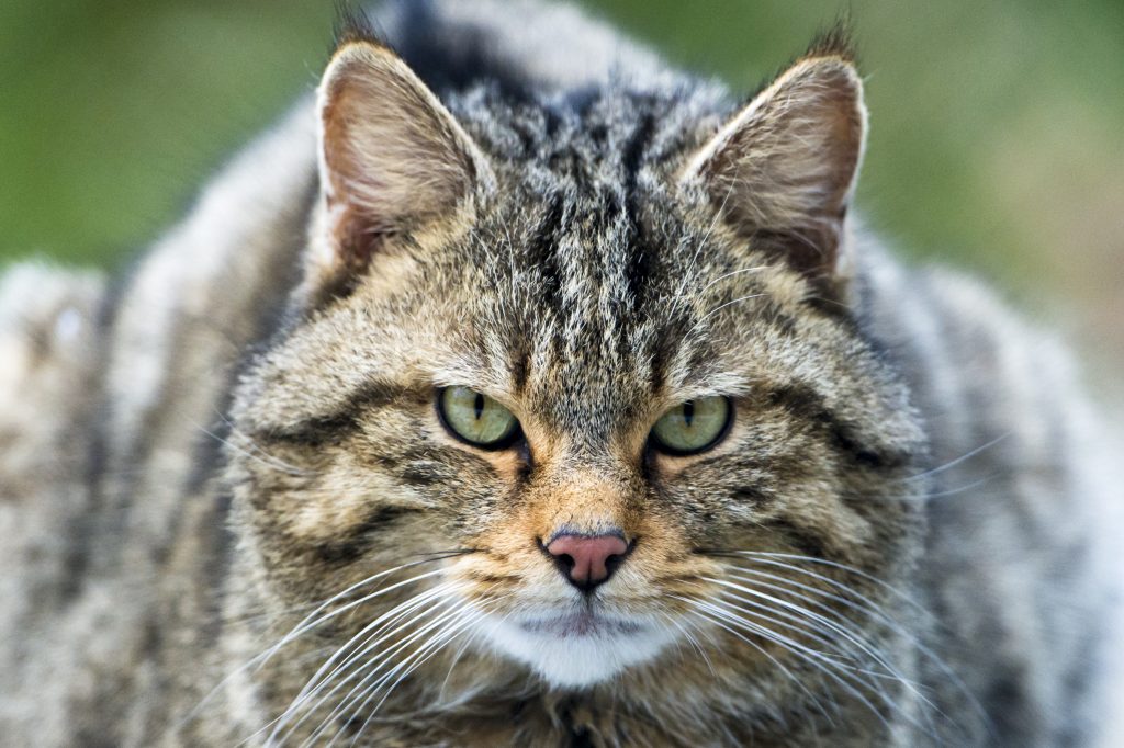 Wildkatze – Thüringer Urwaldpfade
